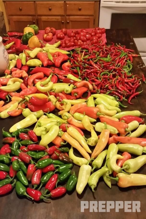 Peppers For Preppers - Growing And Preservation Tips - Prepper.com